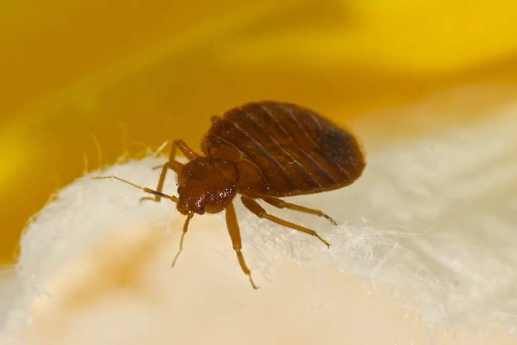 Bed Bugs Pest Control Quiz | A&C Pest