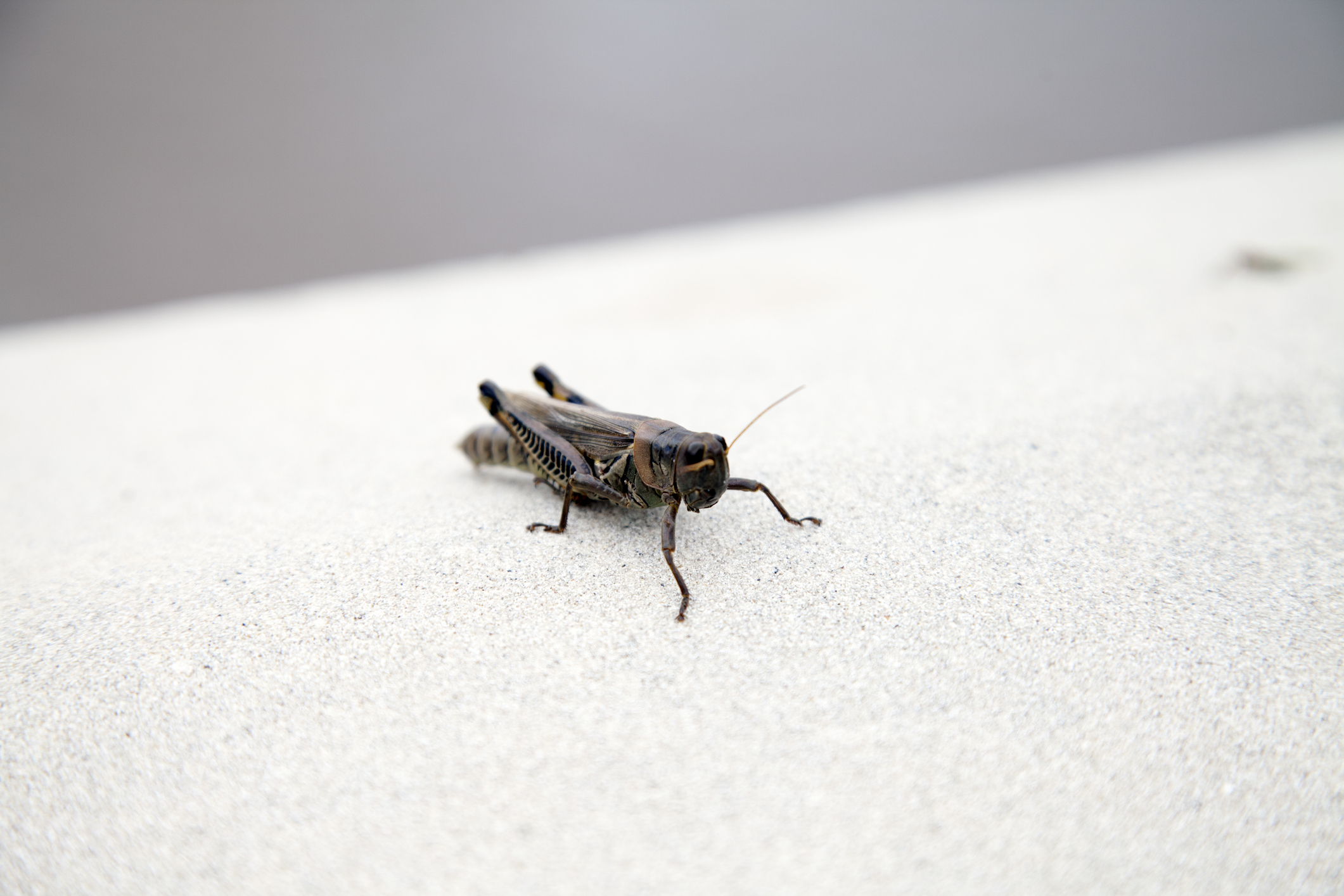 Everything You Need To Know About Cave Crickets | A&C Pest