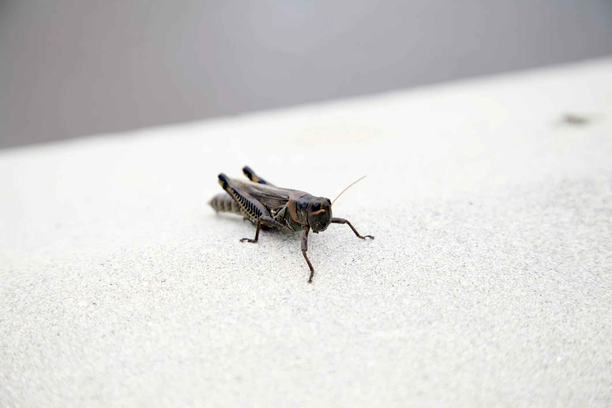 Everything You Need To Know About Cave Crickets | A&C Pest